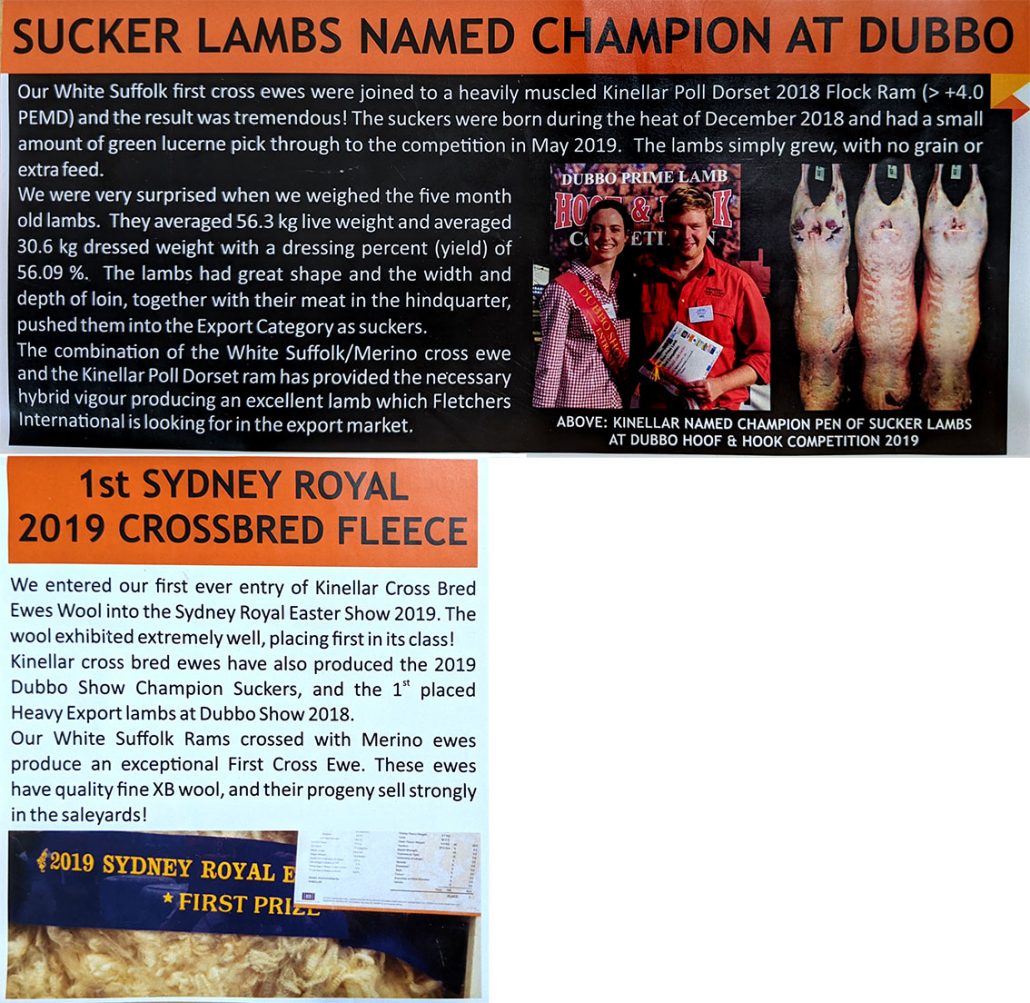Commercial Reality – Brundanella Merino Stud